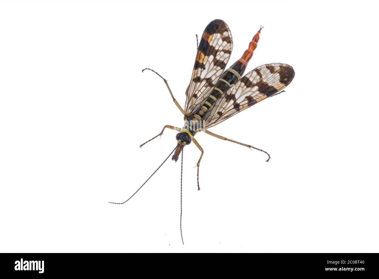 Scorpion head Cut Out Stock Images & Pictures - Alamy