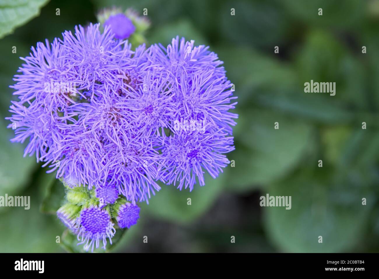 Nice flower with violet blossom with blurred background Stock Photo - Alamy