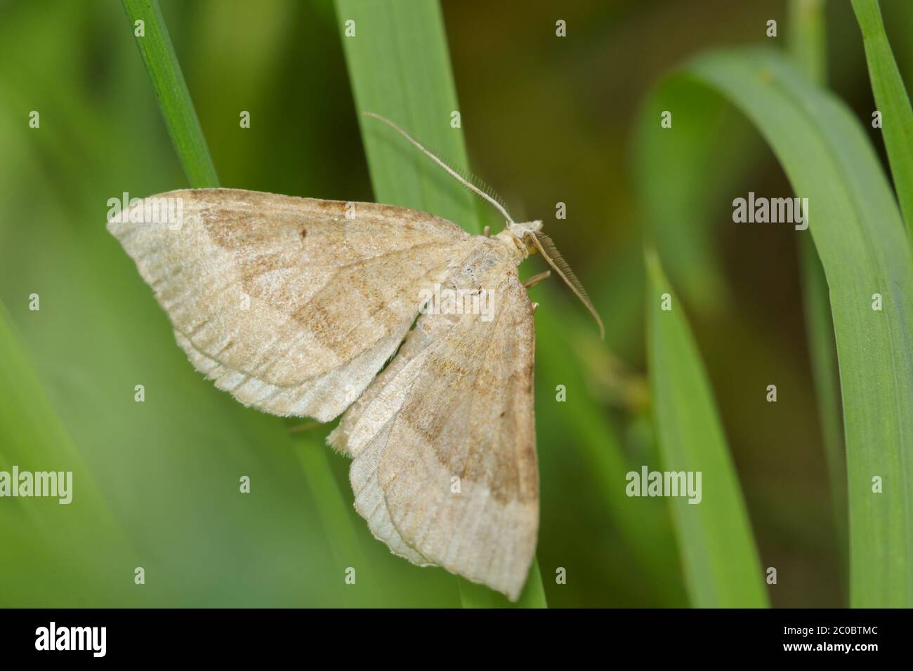 Grey moth hi-res stock photography and images - Alamy