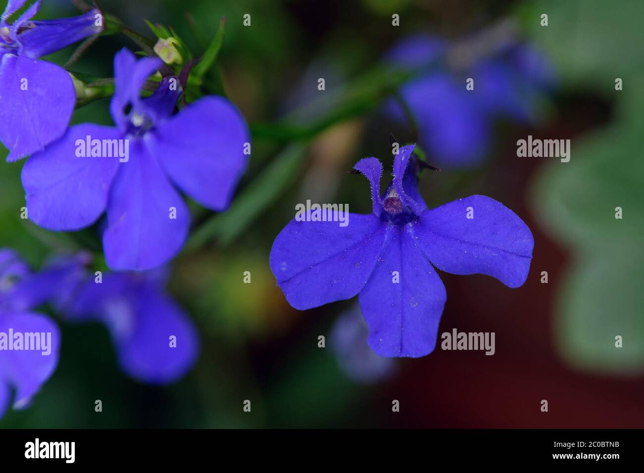 Blue blossom hi-res stock photography and images - Alamy