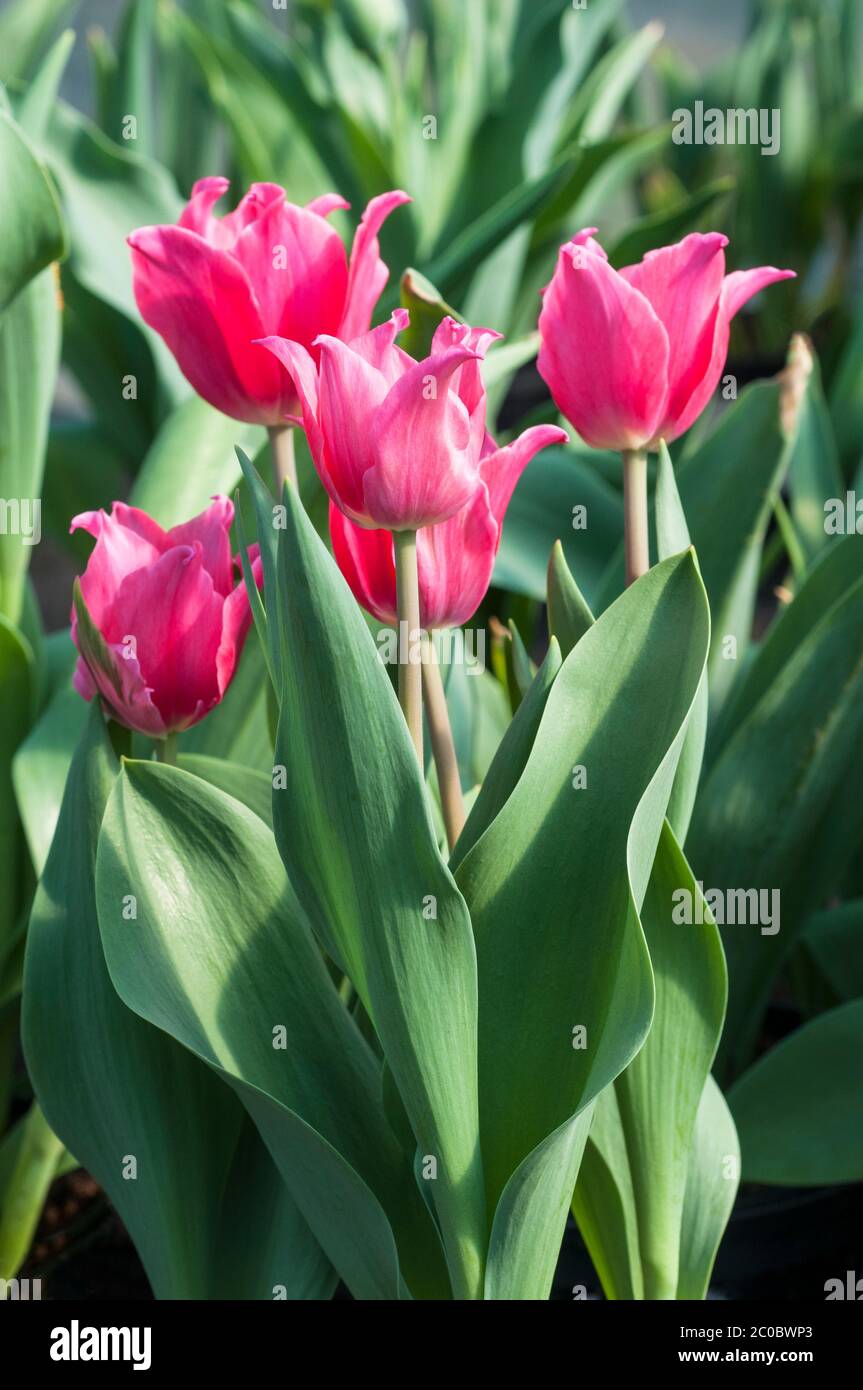 Tulipa pieter de leur hi-res stock photography and images - Alamy