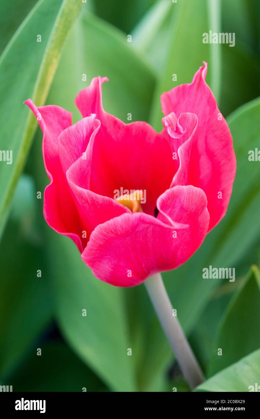Close up of Tulipa Pieter de Leur A late spring flowering tulip with ...
