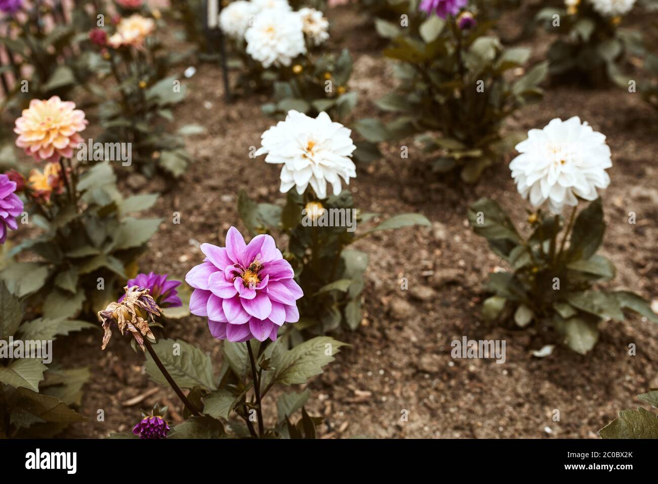 Colorful Dahlia flowers planted in flower beds along Pearl Street Mall ...