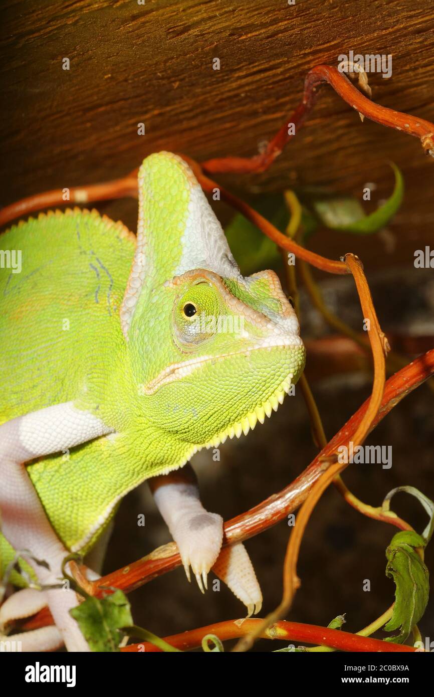 Green chameleon hi-res stock photography and images - Alamy