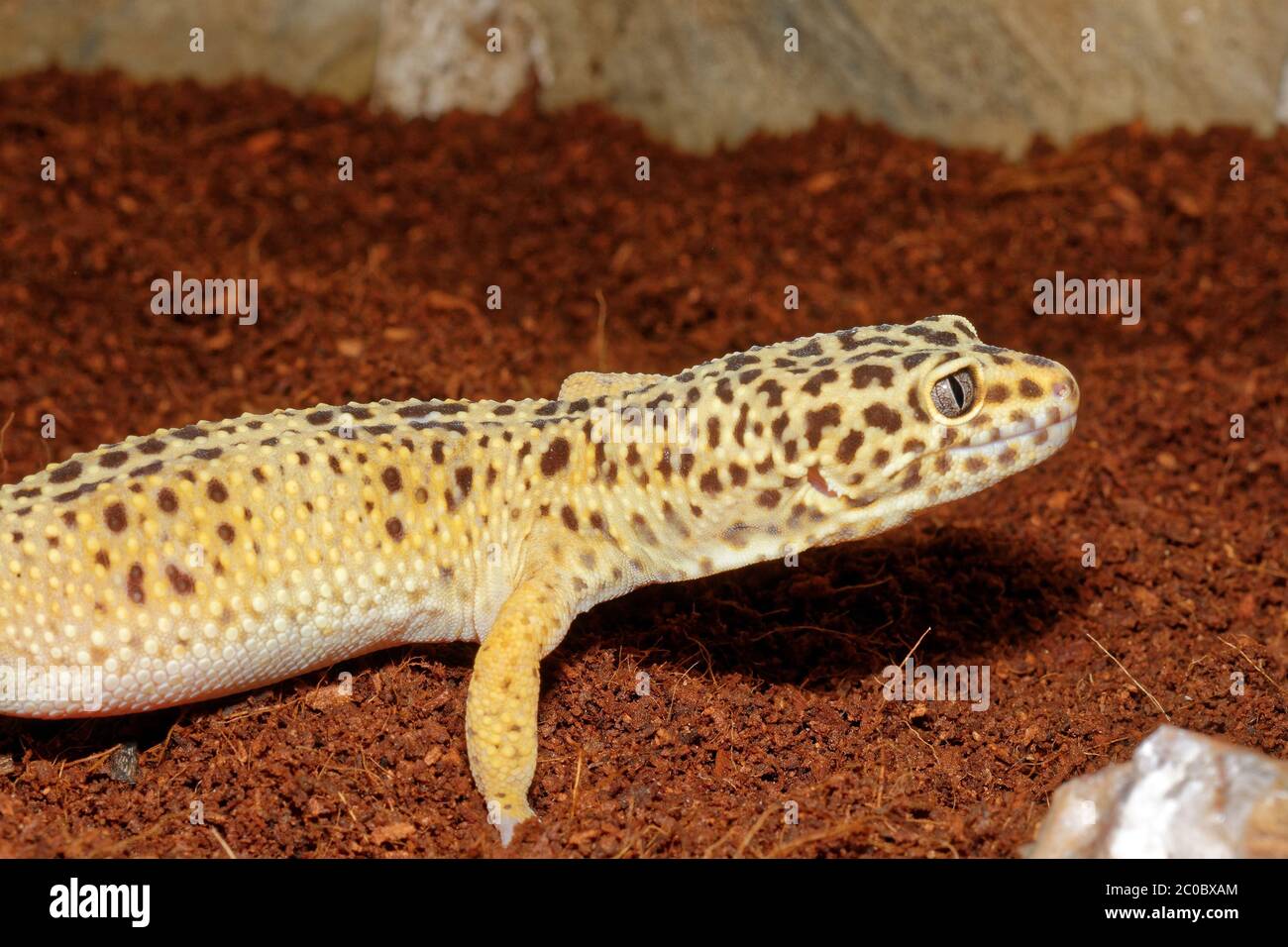 Beauty leopard gecko hi-res stock photography and images - Alamy