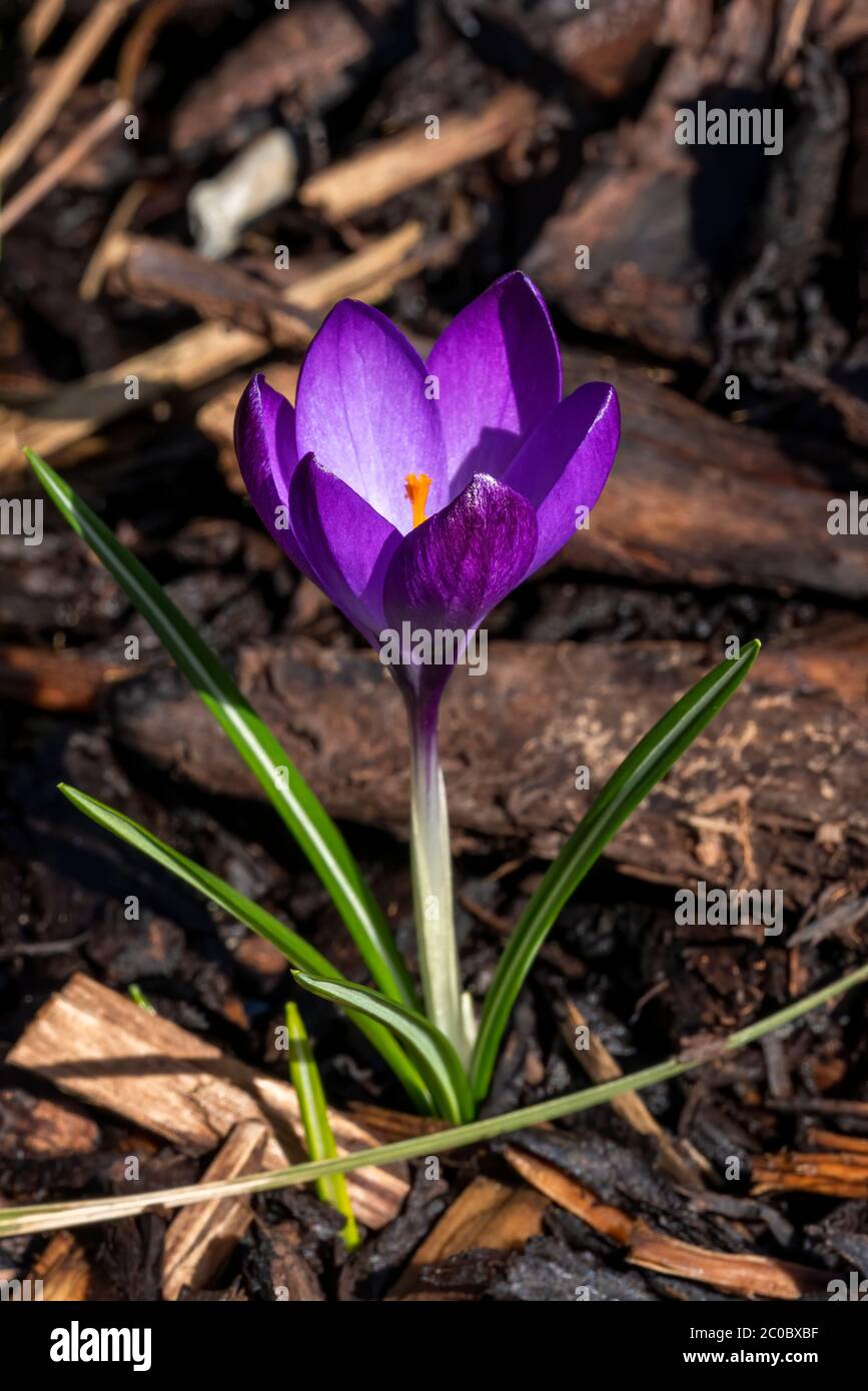 Ruby Giant High Resolution Stock Photography and Images - Alamy
