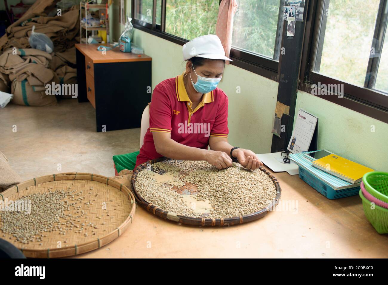 An indigenous Akha woman sorts coffee at the Doi Chaang estate in ...