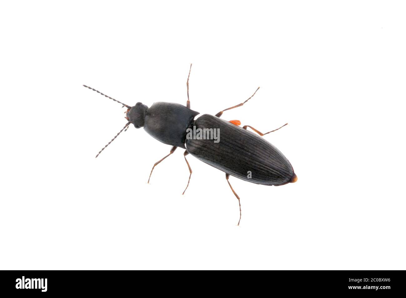 Black bug on a white background Stock Photo - Alamy