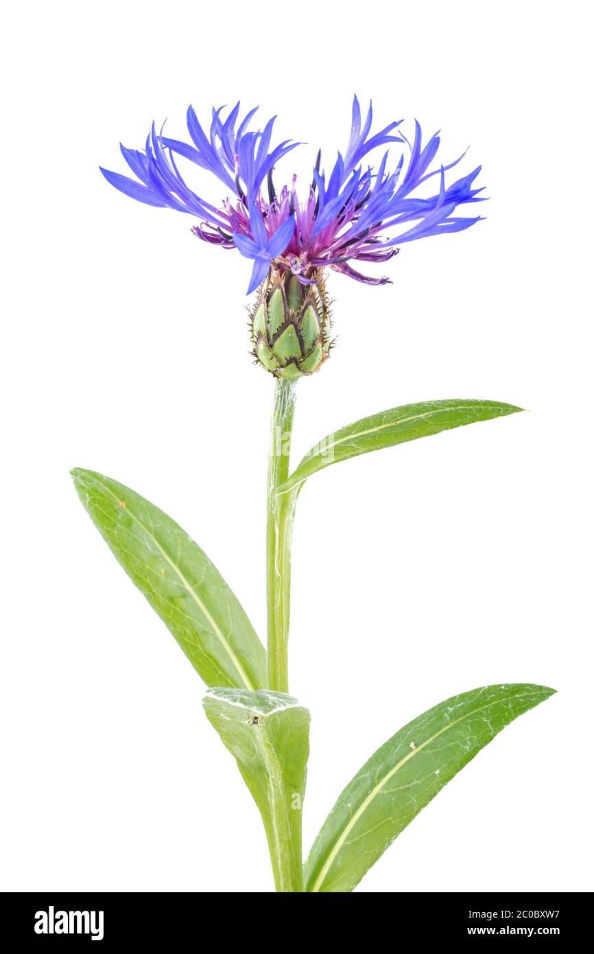 Cornflower on a white background Stock Photo - Alamy