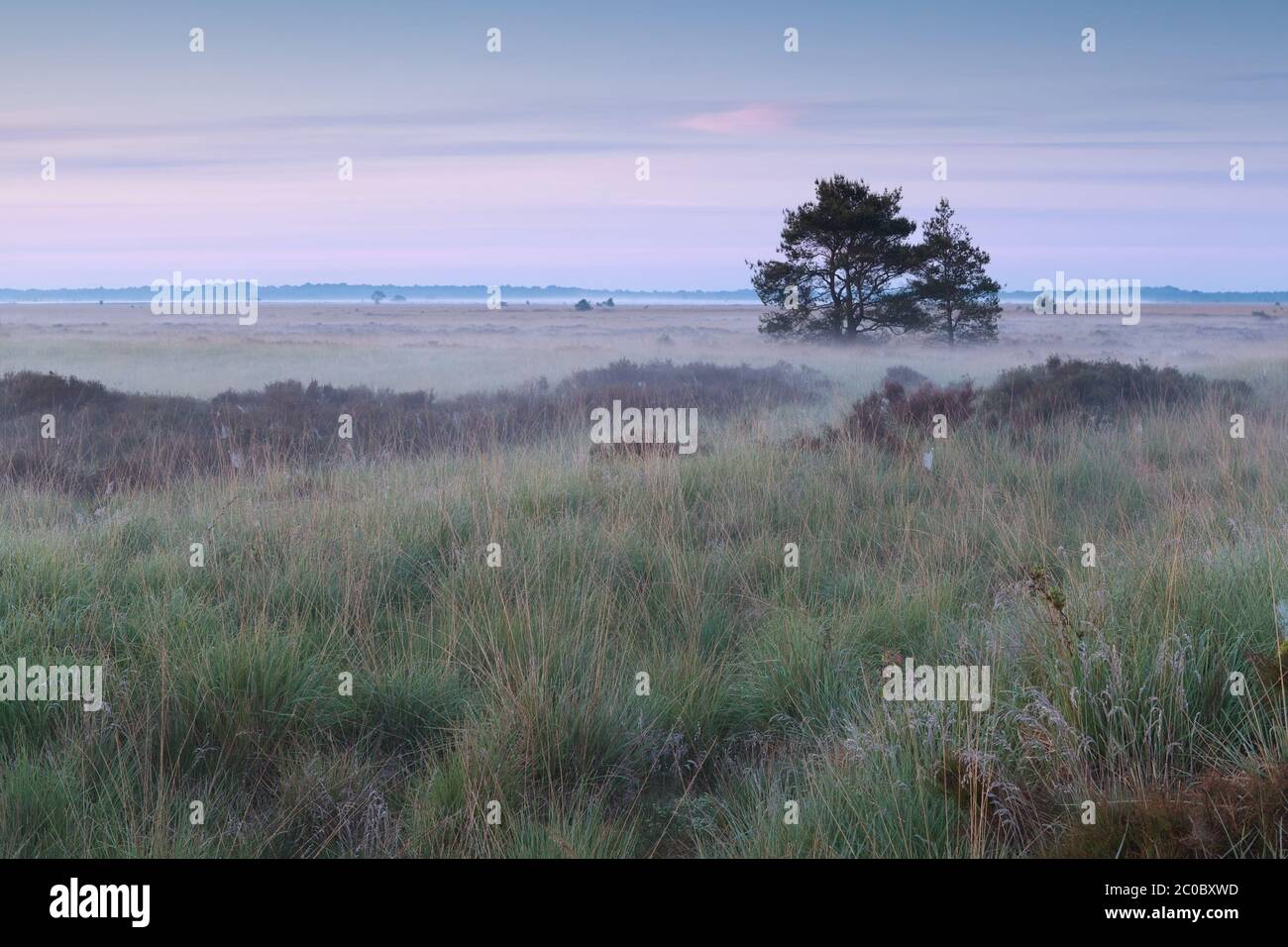 Summer marsh hi-res stock photography and images - Alamy