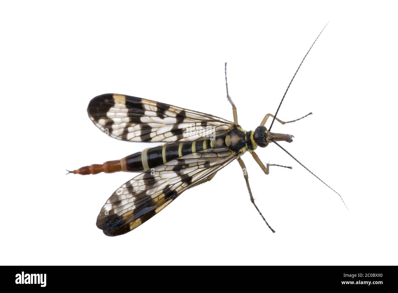 Scorpion fly on white background Stock Photo - Alamy