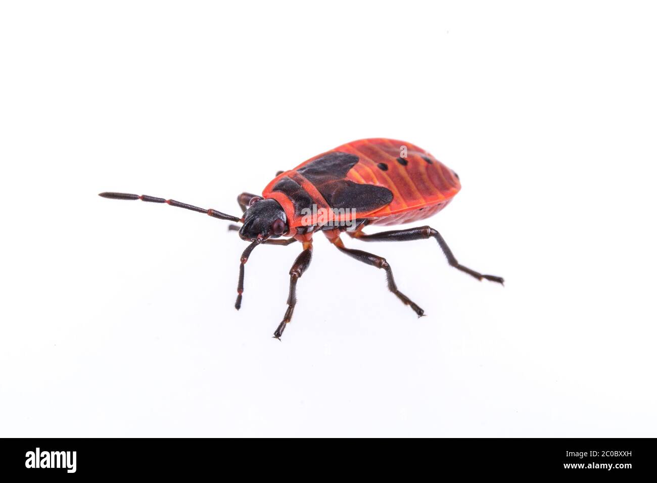 Firebug isolated hi-res stock photography and images - Alamy