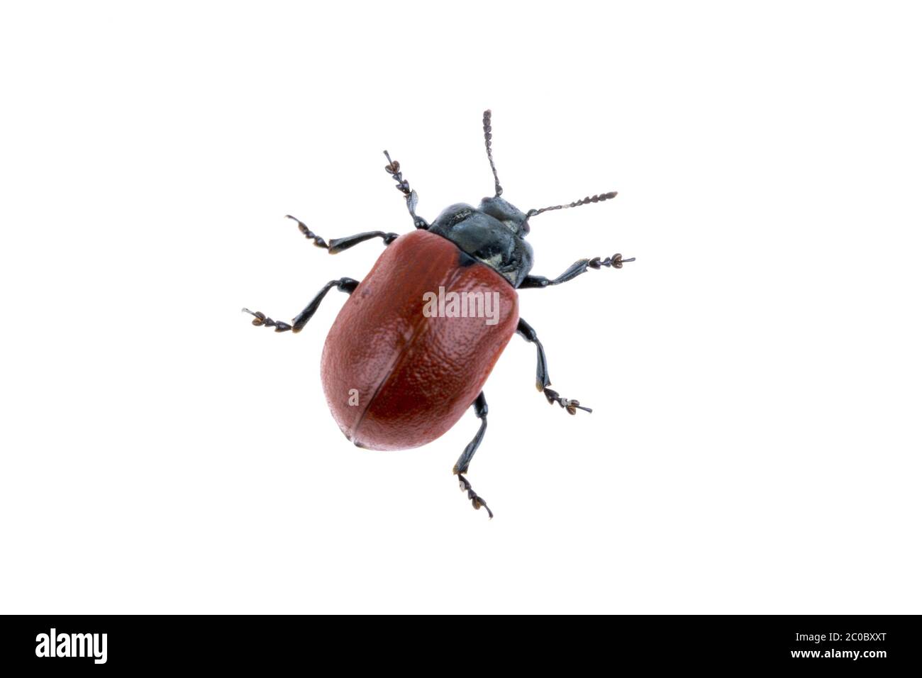 Colorful beetle on white hi-res stock photography and images - Alamy
