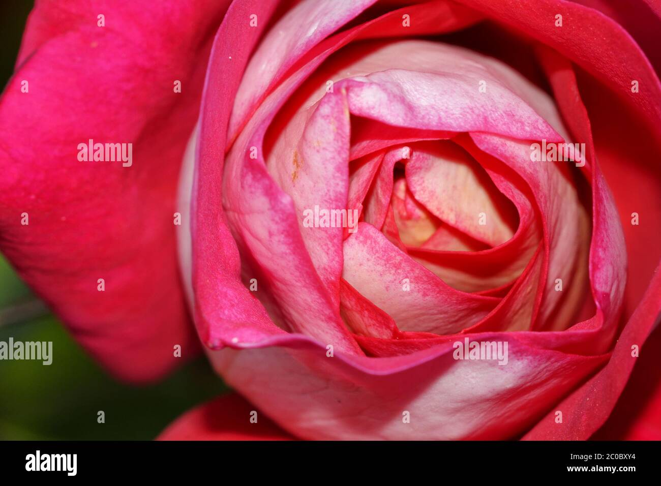 Detail of rose hi-res stock photography and images - Alamy