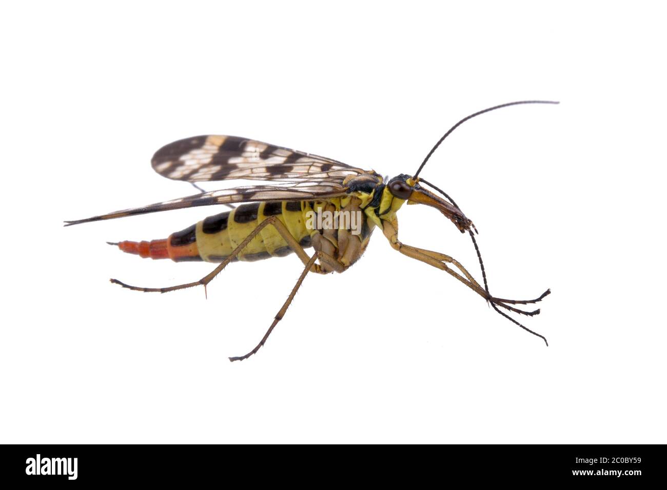 Scorpion head Cut Out Stock Images & Pictures - Alamy