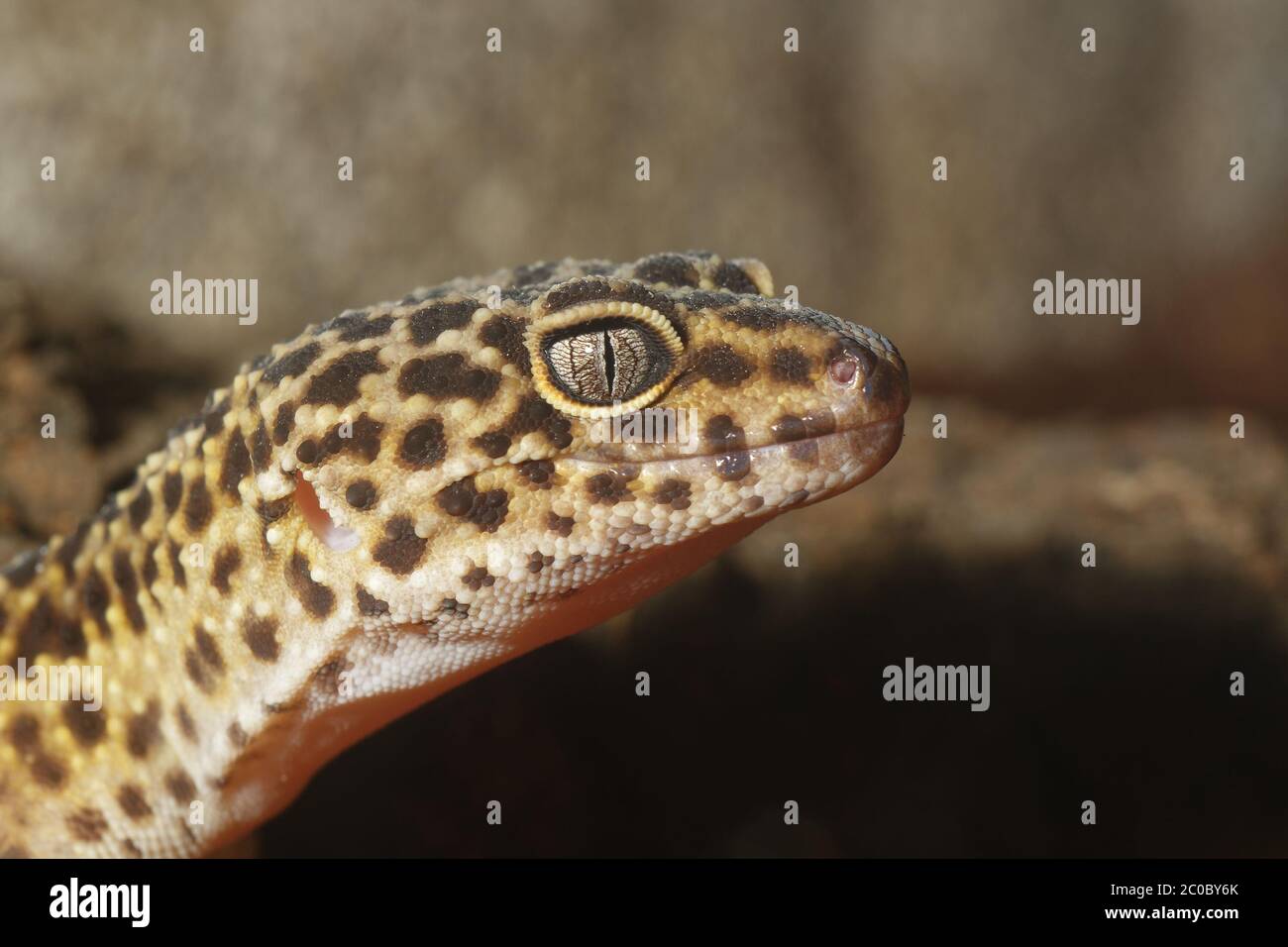 Beauty leopard gecko hi-res stock photography and images - Alamy