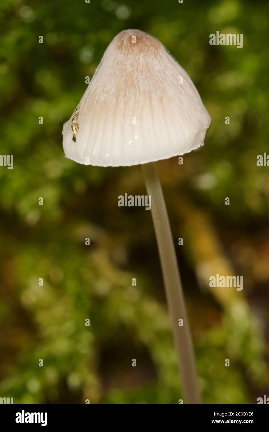 White grey fungi hi-res stock photography and images - Alamy