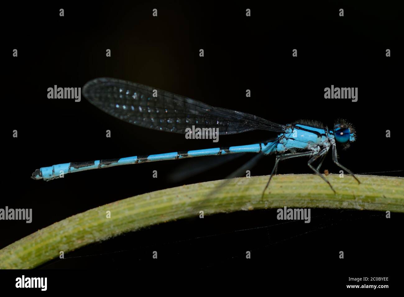 Blue dragonfly hi-res stock photography and images - Alamy