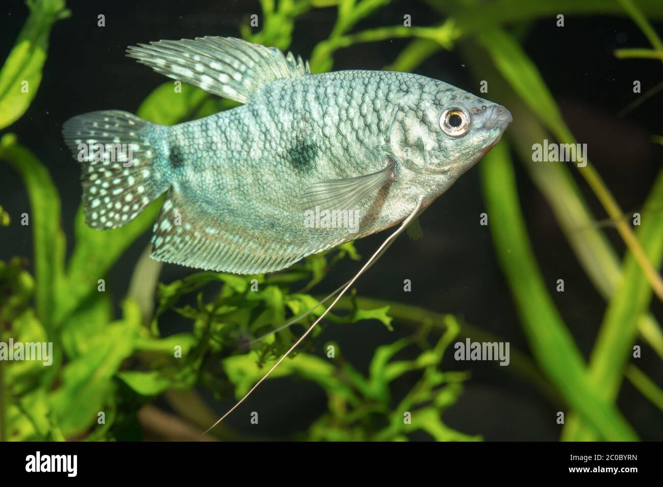 Gurami hi-res stock photography and images - Alamy