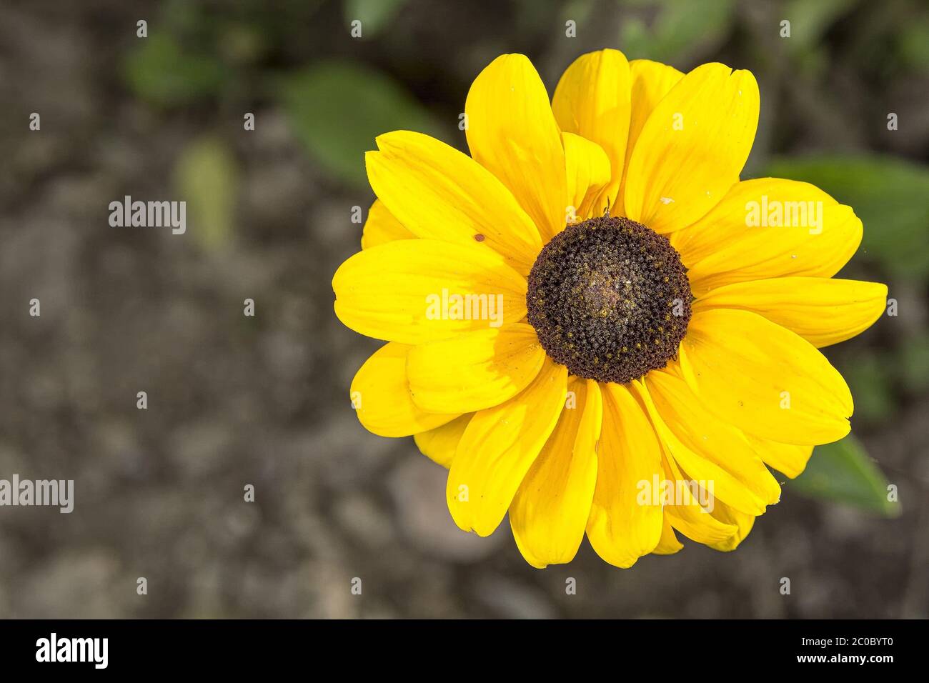 Brown and yellow flower hi-res stock photography and images - Alamy