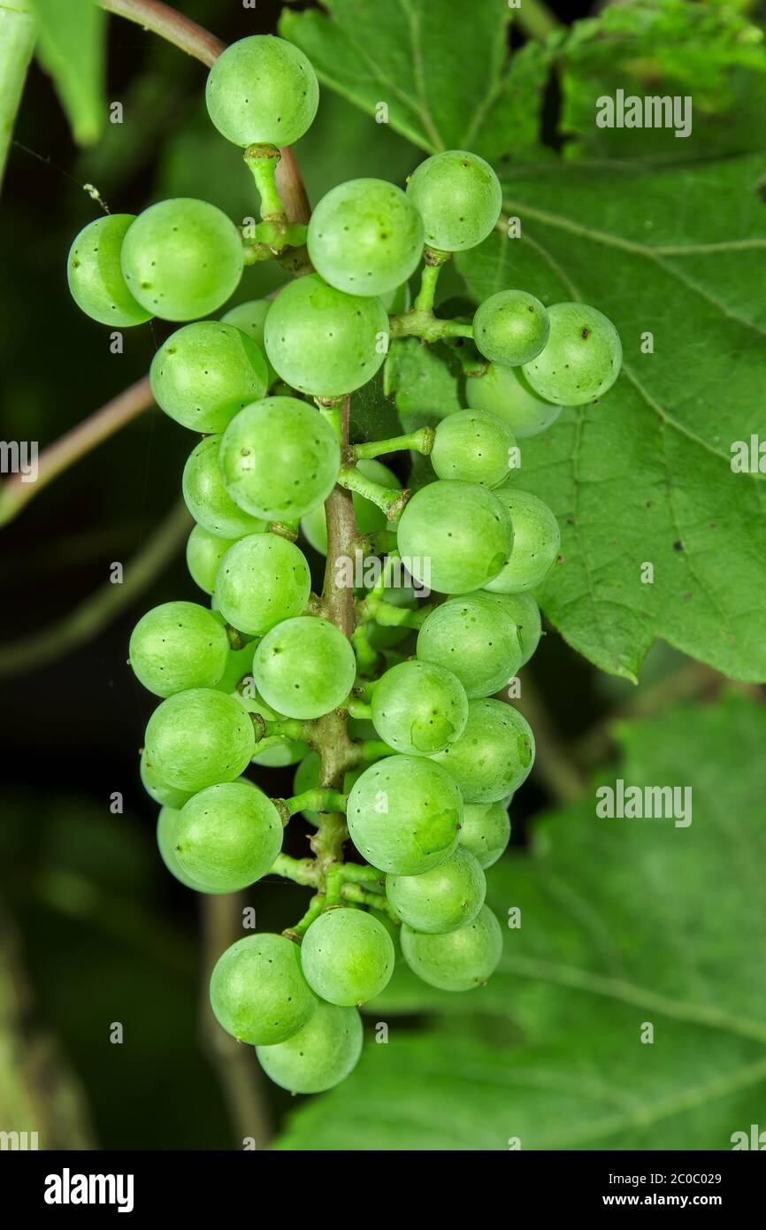 Grape bushes hi-res stock photography and images - Alamy
