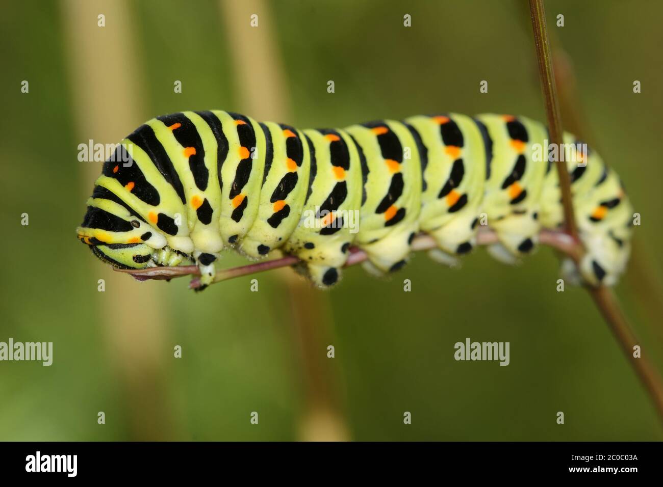 Grey and yellow caterpillar hi-res stock photography and images - Alamy