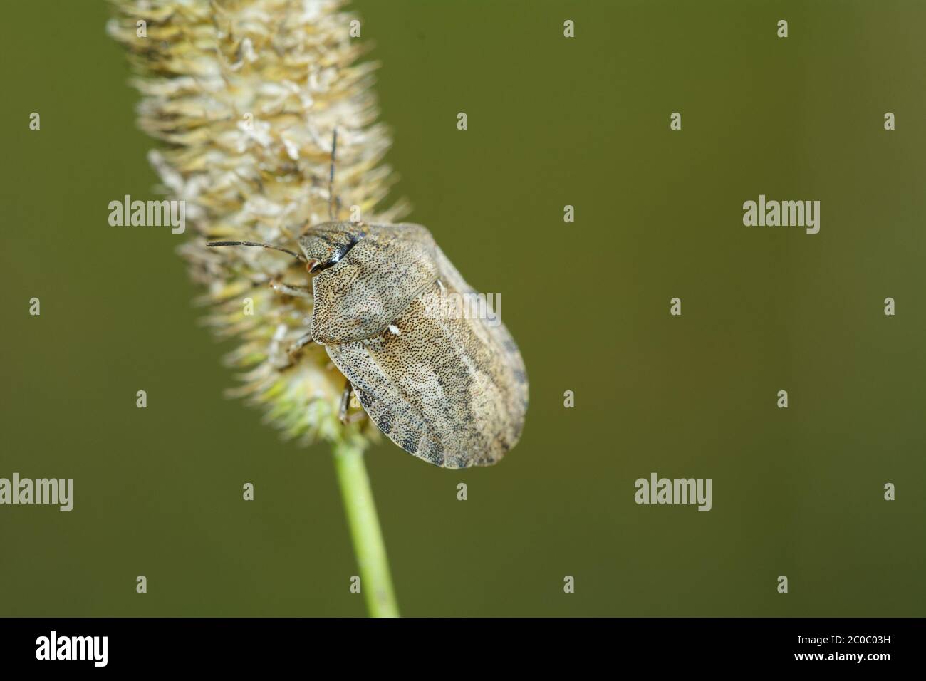 Gray beetle hi-res stock photography and images - Alamy