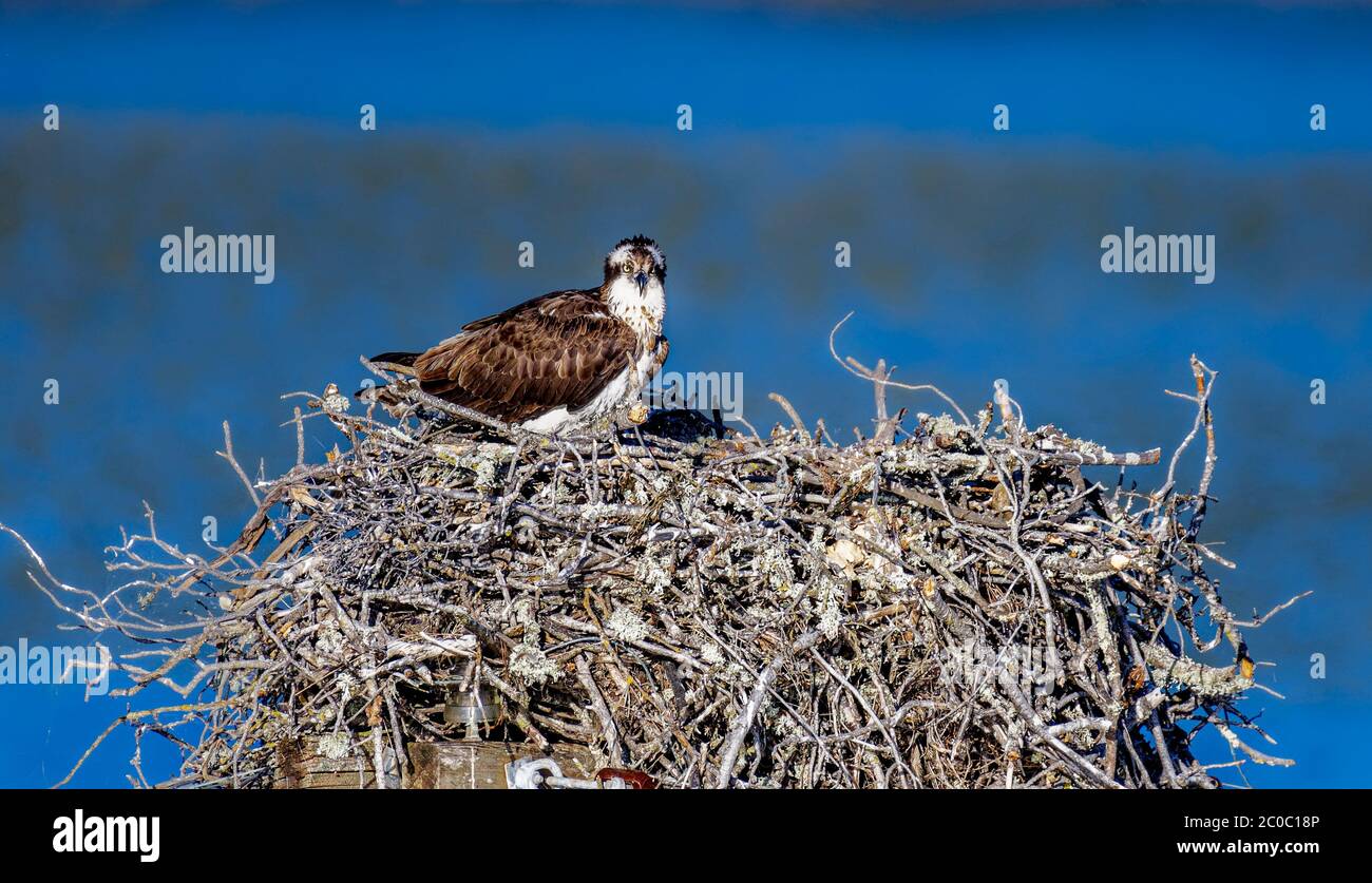 Eagle nest wildlife sanctuary hi-res stock photography and images - Alamy