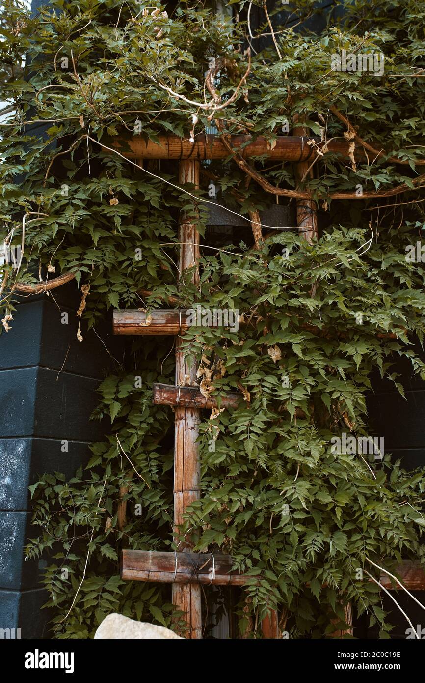 Vine Ladder High Resolution Stock Photography and Images - Alamy