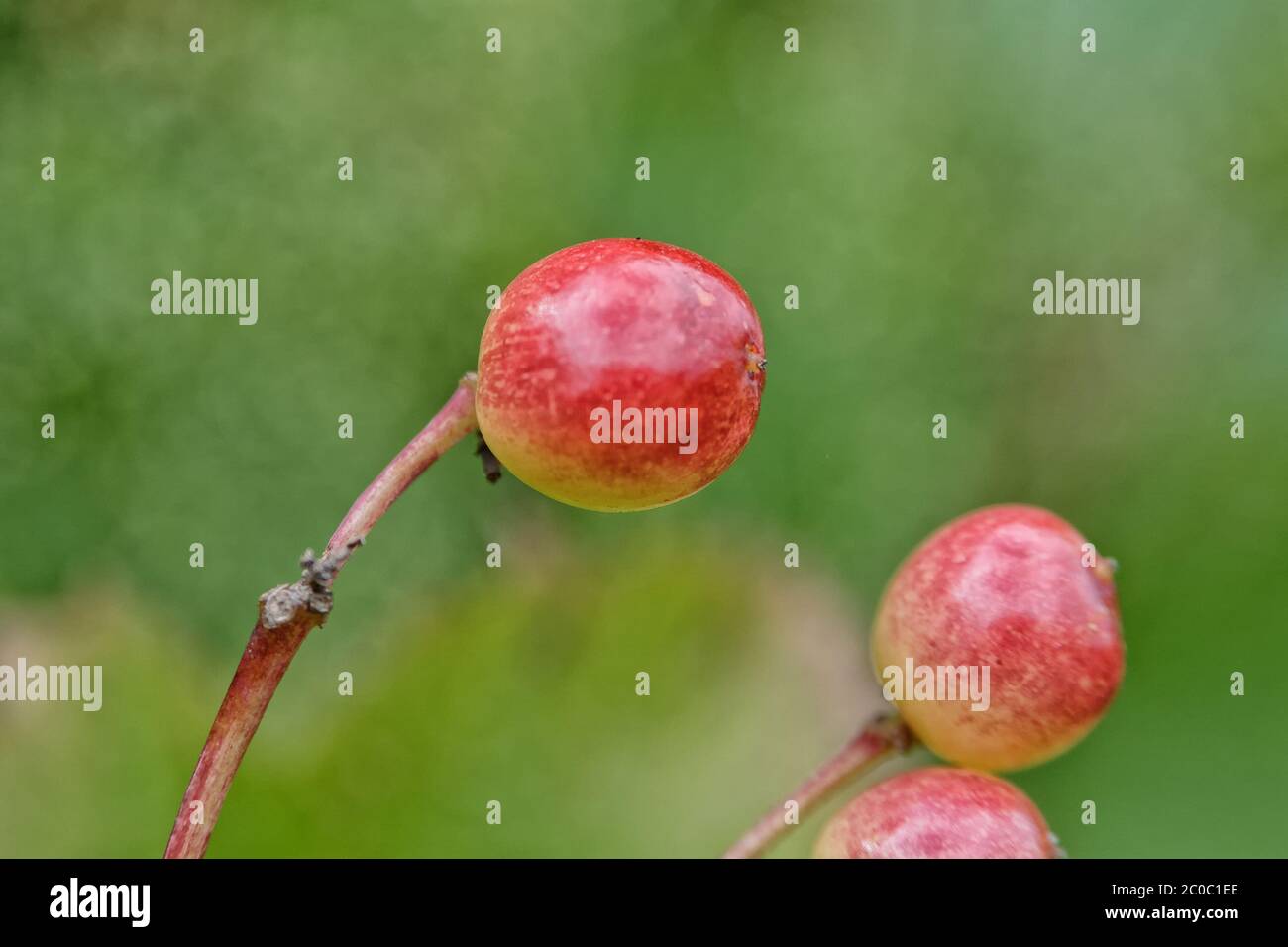 Red berry hi-res stock photography and images - Alamy