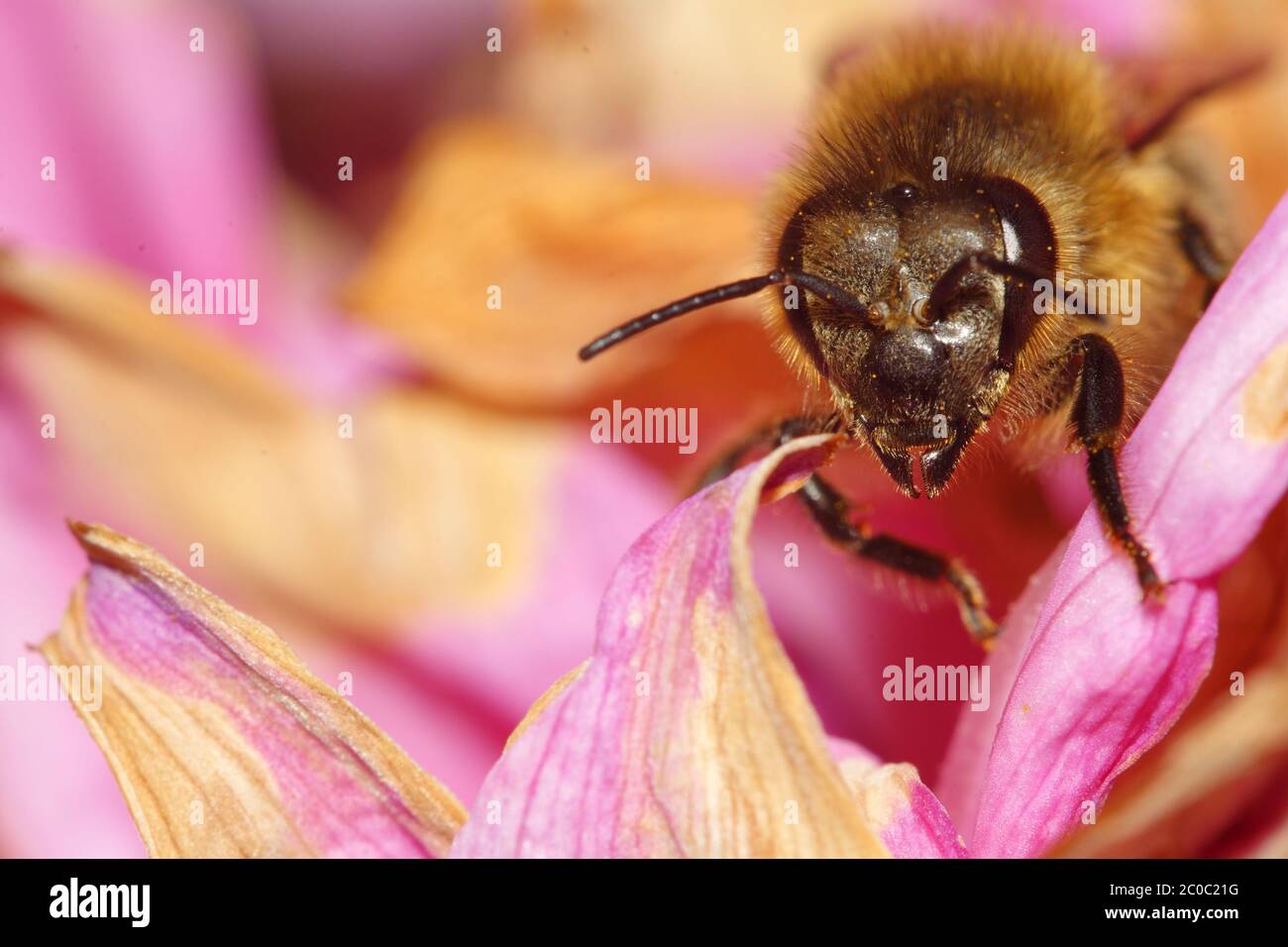 Detailed portrait of bee Stock Photo - Alamy