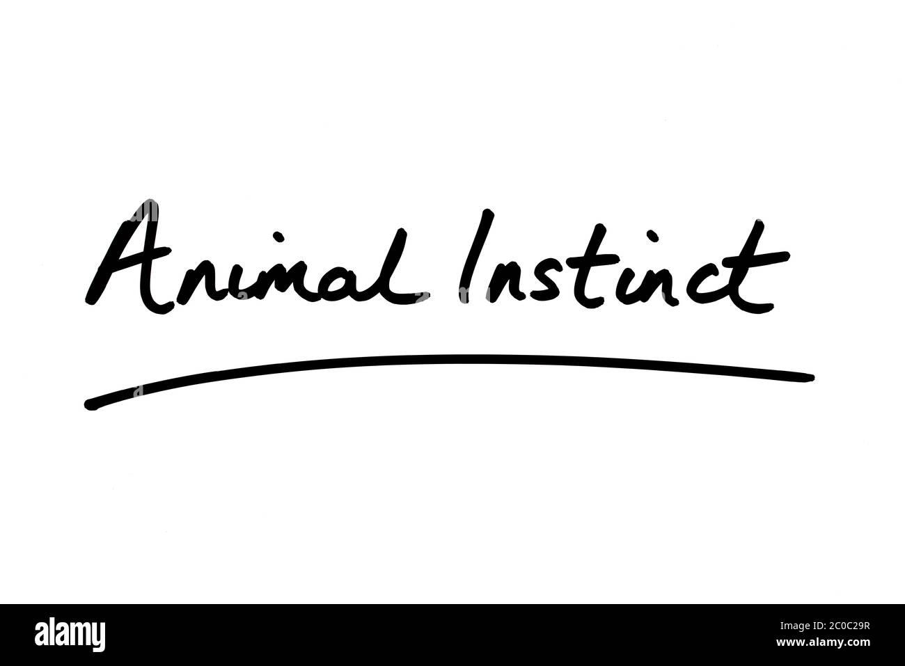 Animal Instinct handwritten on a white background Stock Photo - Alamy