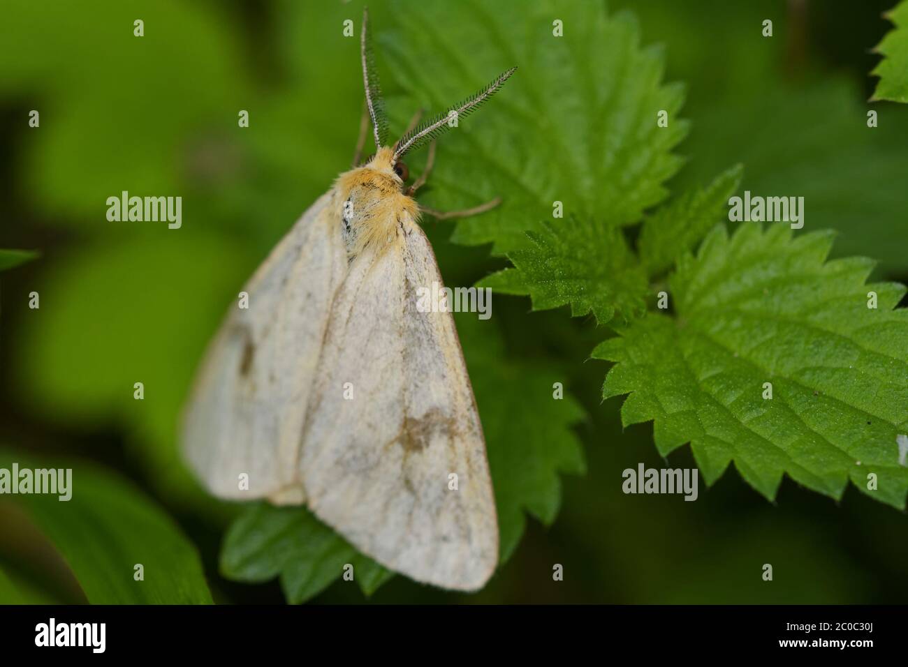 Grey moth hi-res stock photography and images - Alamy
