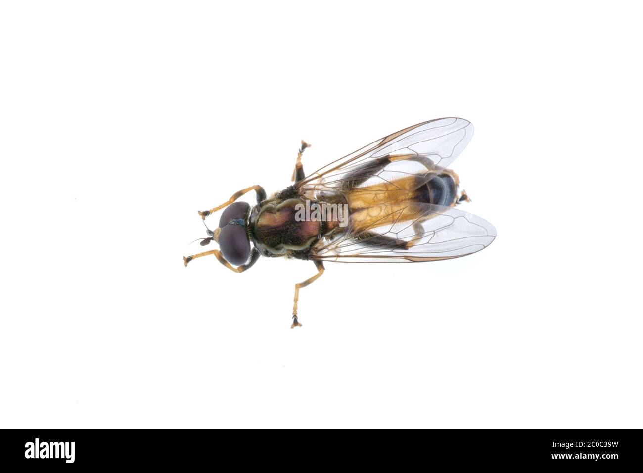 Fly on a white background Stock Photo - Alamy