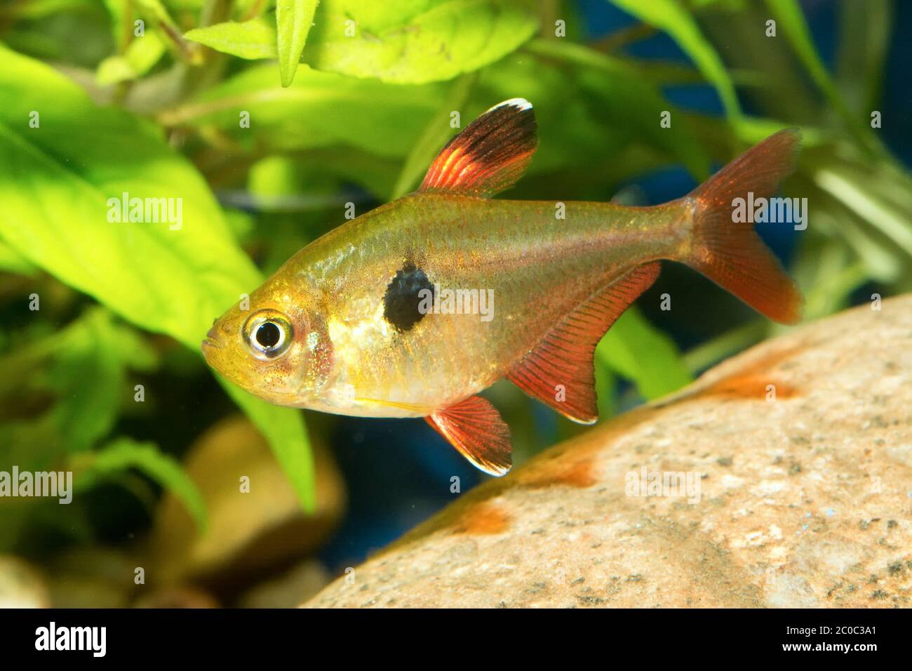 Red tetra hi-res stock photography and images - Alamy