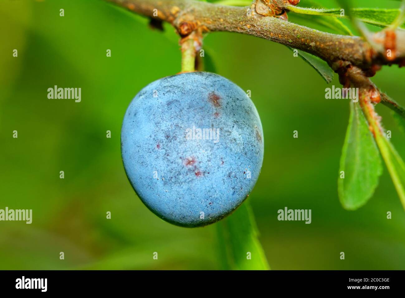 Blue berries hi-res stock photography and images - Alamy
