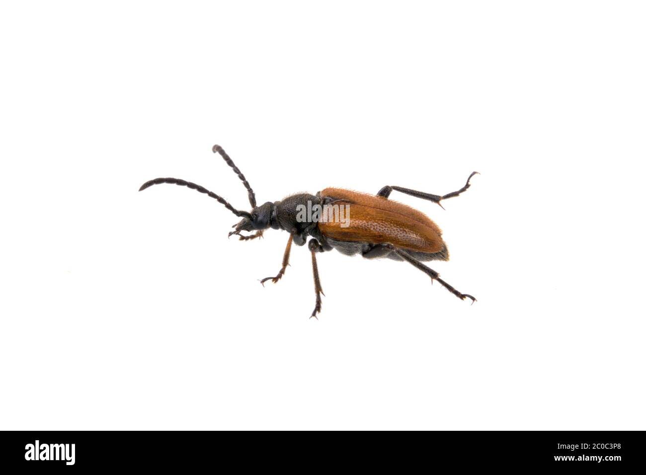 Brown bug on a white background Stock Photo - Alamy