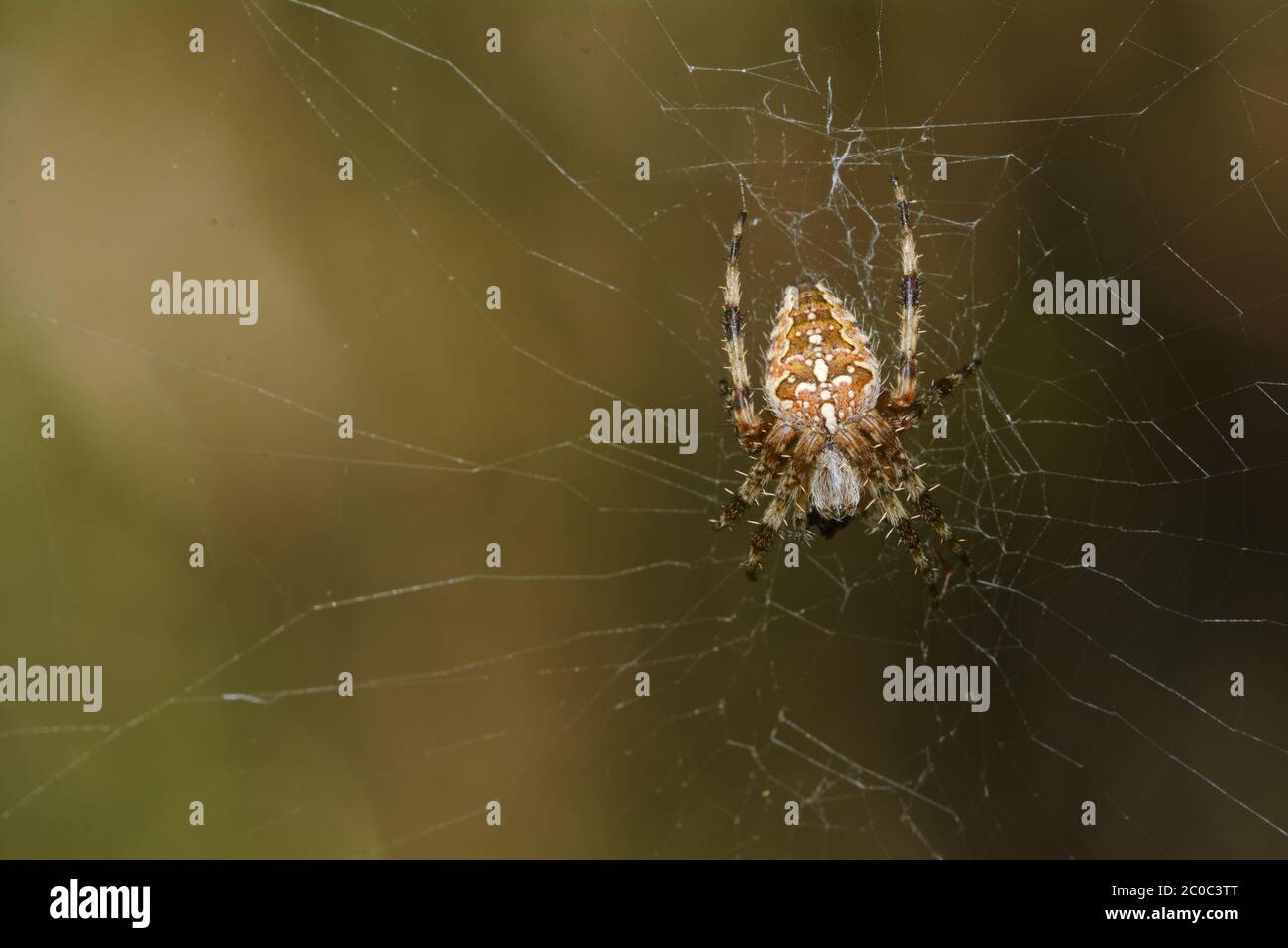 Network spider hi-res stock photography and images - Alamy