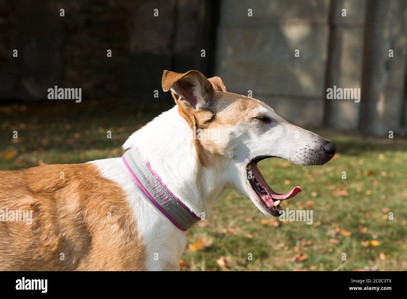 Dog yawning hi-res stock photography and images - Alamy