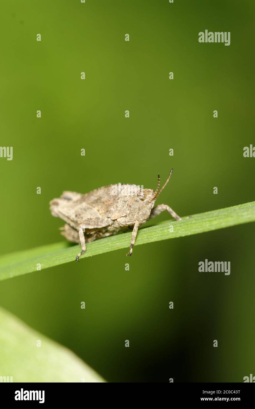 Grass hopper photography hi-res stock photography and images - Alamy
