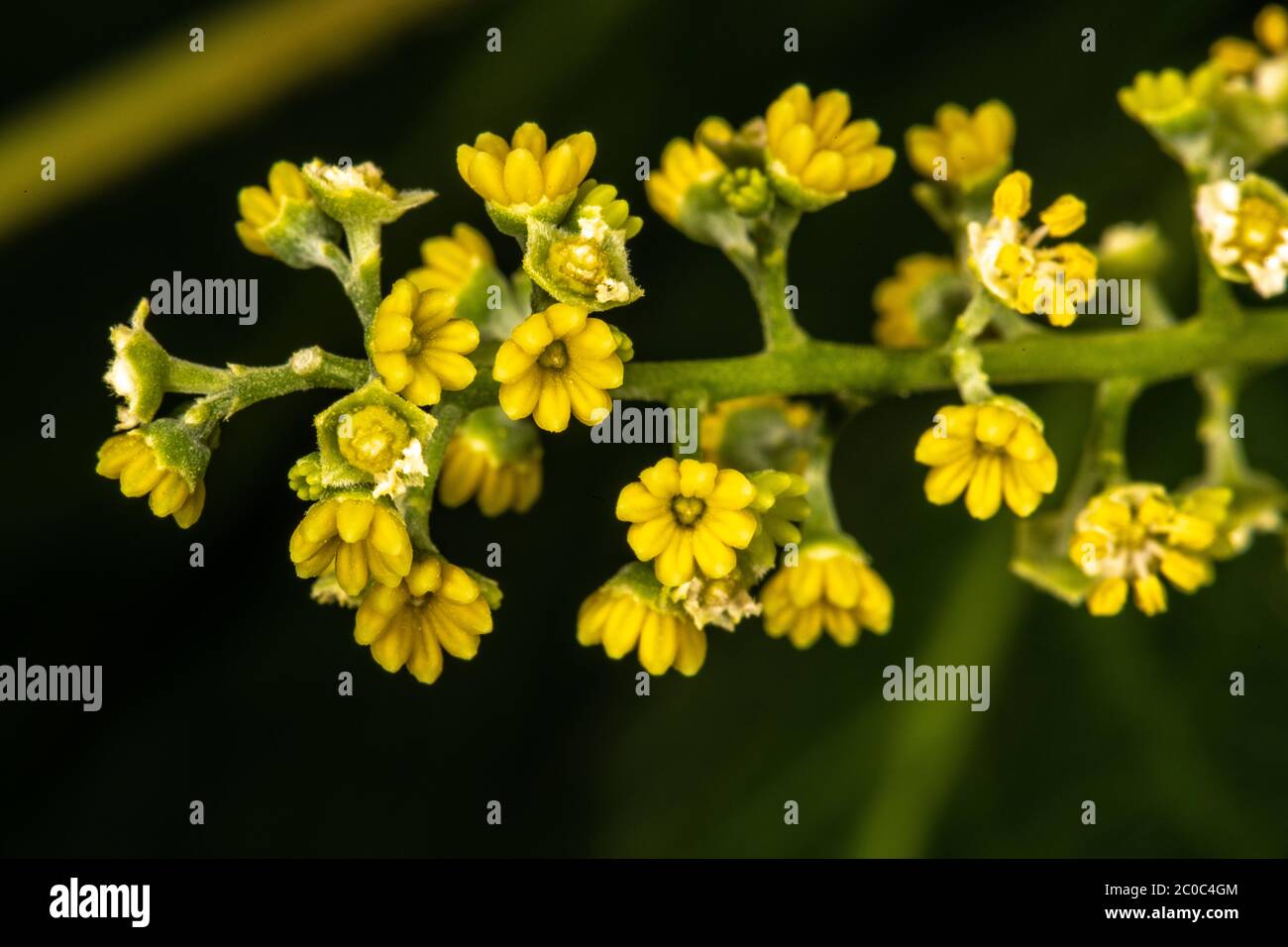 Beach Bird's Eye (Alectryon coriaceus Stock Photo - Alamy