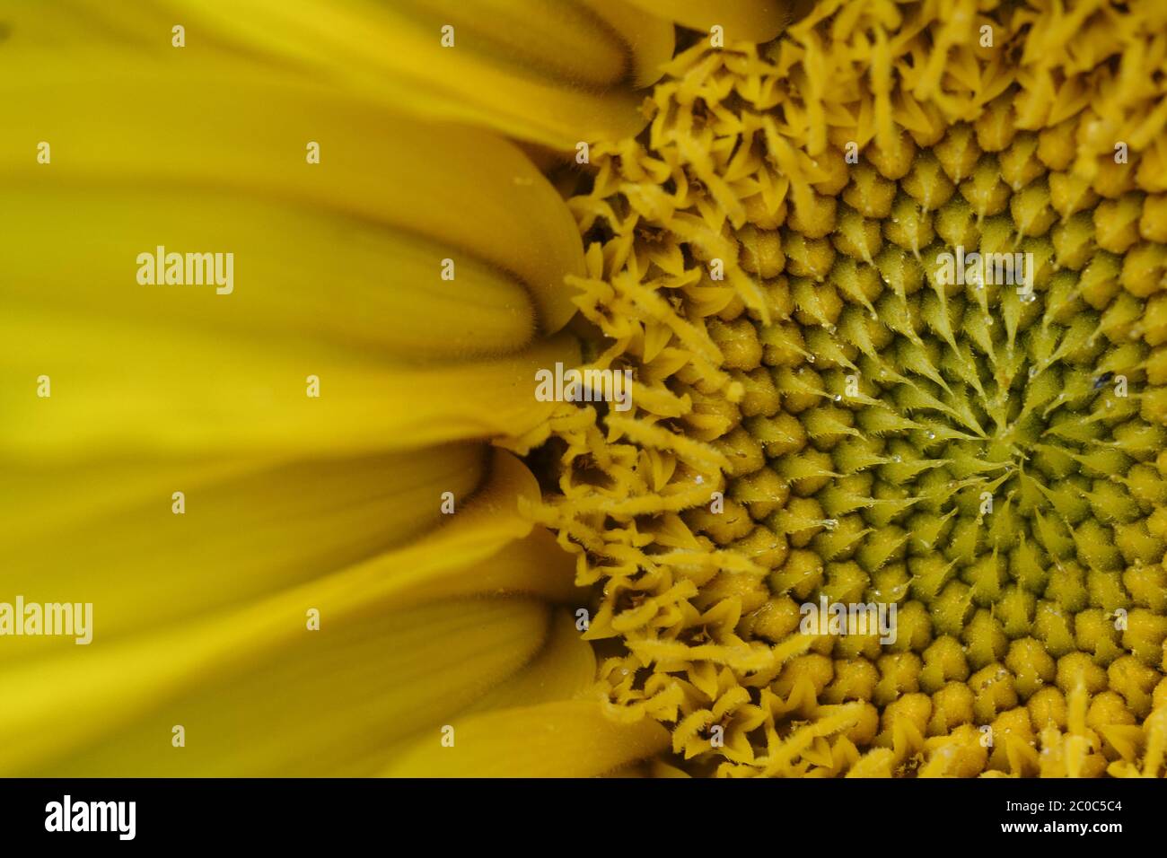 Sunflower close up detailed hi-res stock photography and images - Alamy
