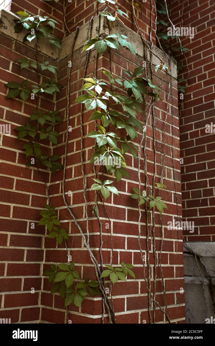Congregation Leaves Church High Resolution Stock Photography and Images ...