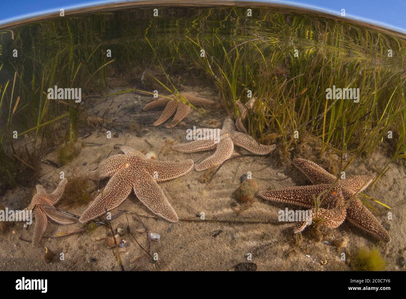 Starfish crawl on the shallow seafloor of Pleasant Bay, Cape Cod ...