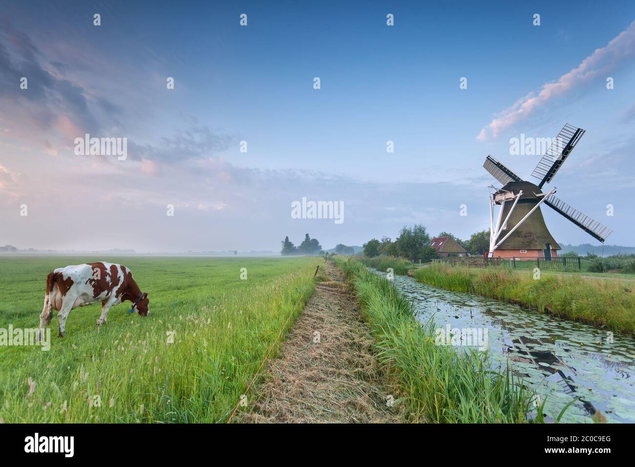 Netherlands windmill cow hi-res stock photography and images - Alamy