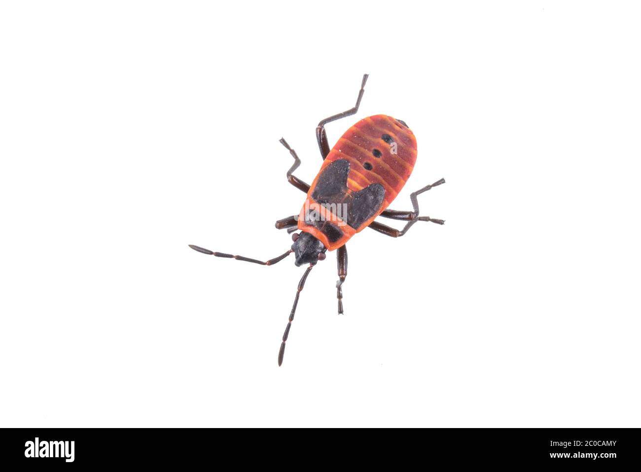 Firebug on white background Stock Photo - Alamy
