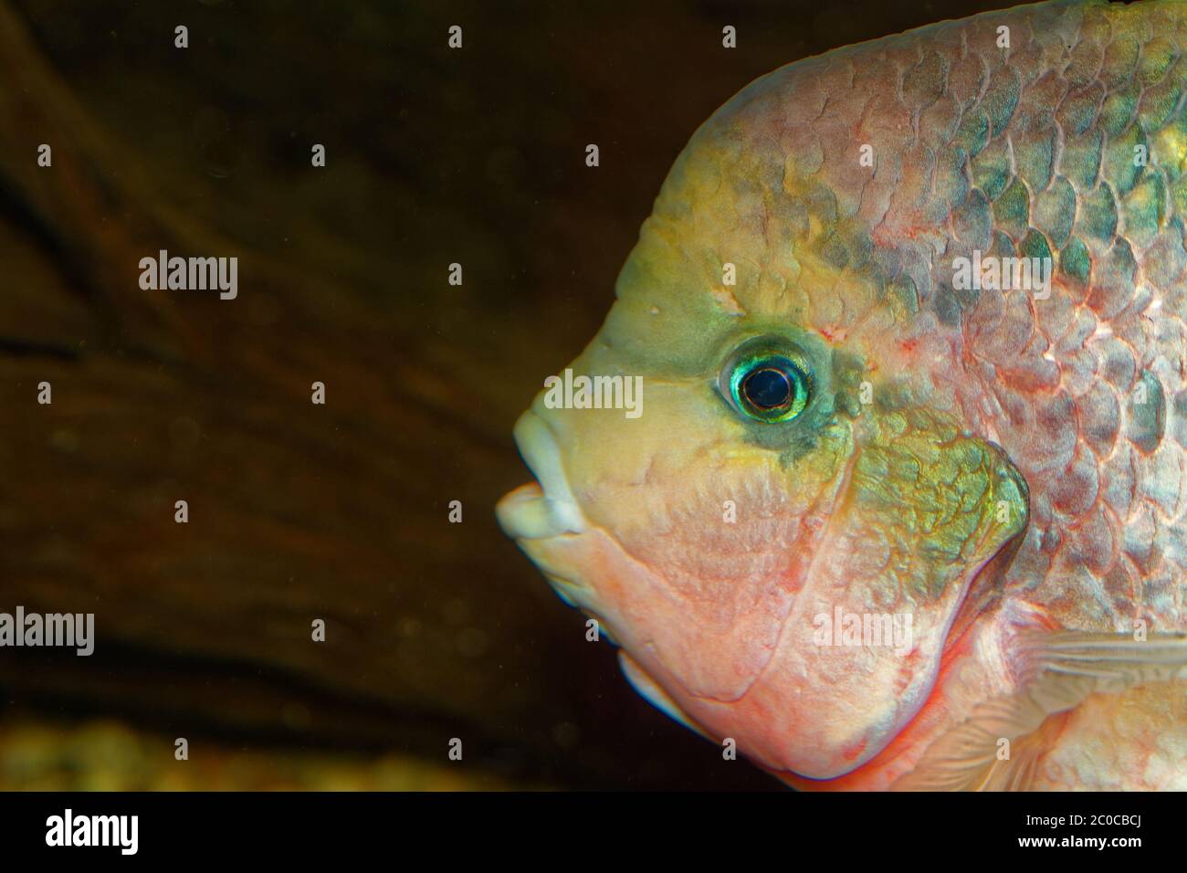 Portrait of the Vieja fish Stock Photo - Alamy