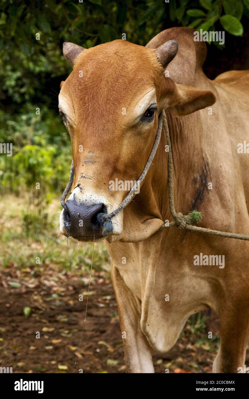 zanzibar africa front brown cow bite bush Stock Photo - Alamy