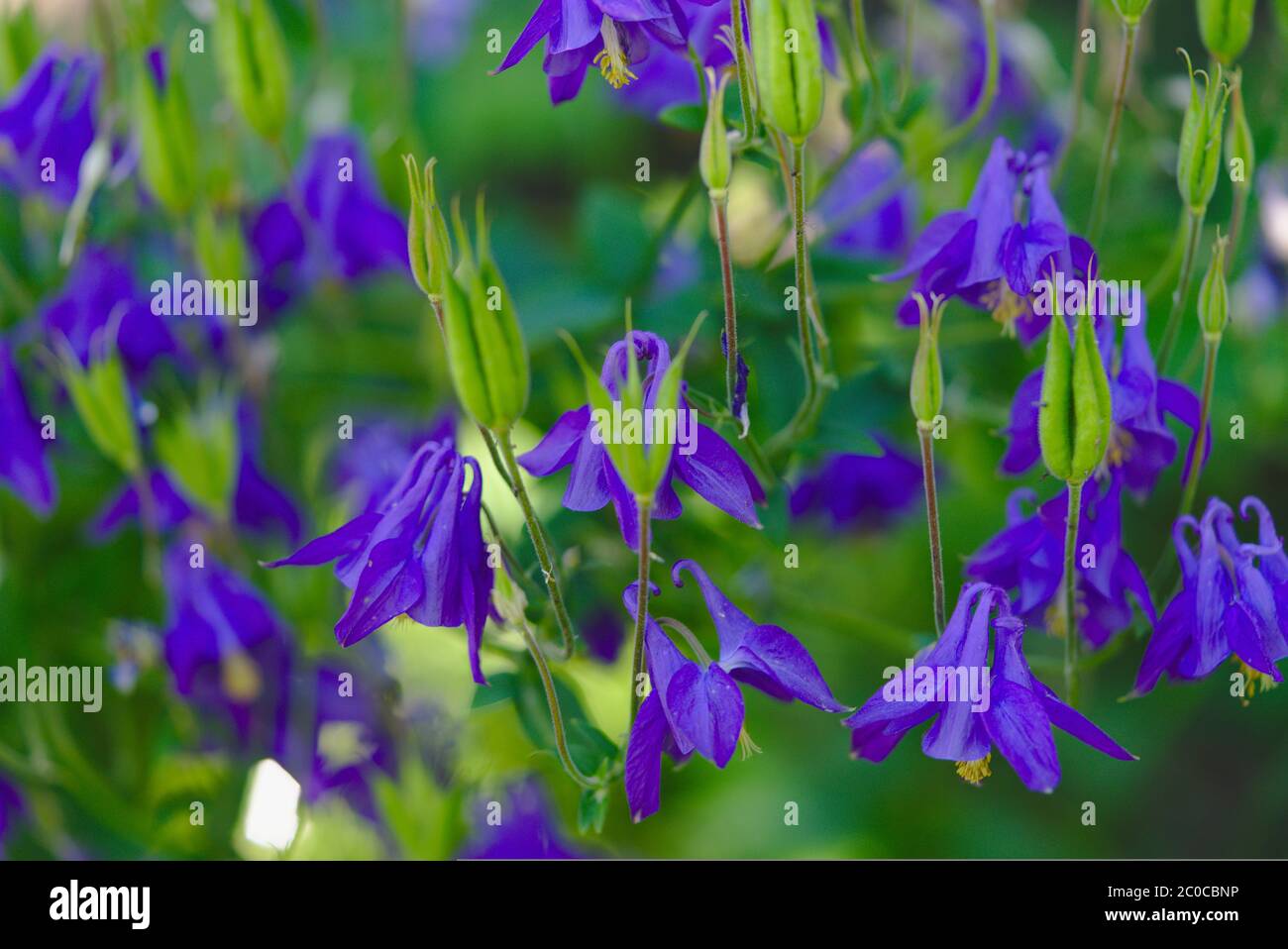 blue flowers of Ancolia (Aquilegia), perennial plant of the family ...
