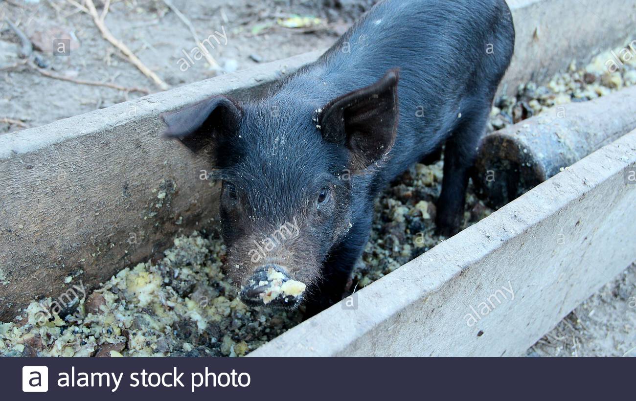 Pigs Eating From Trough High Resolution Stock Photography and Images ...